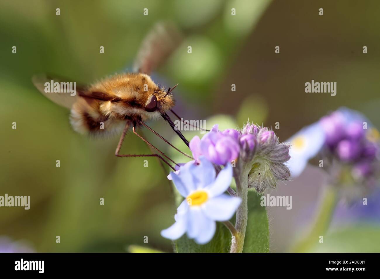 large bee-fly on a forget-me-not Stock Photo - Alamy