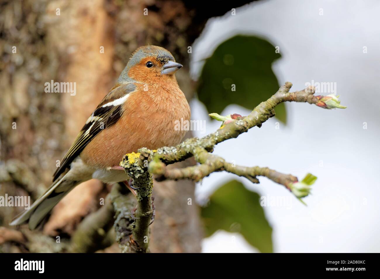 Resting chaffinch hi-res stock photography and images - Alamy