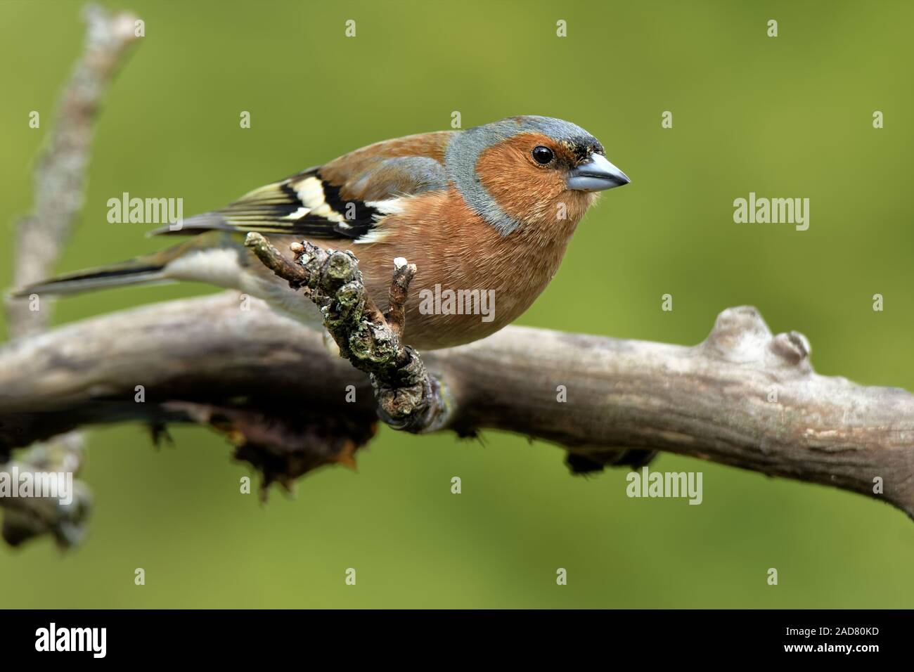 Young chaffinch hi-res stock photography and images - Alamy