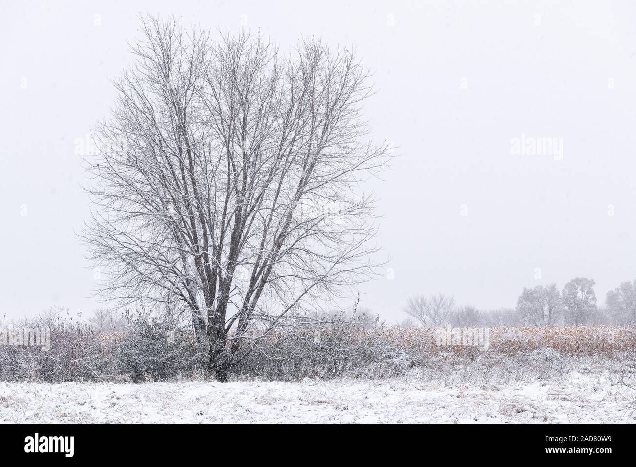 Acer Saccharinum High Resolution Stock Photography and Images - Alamy