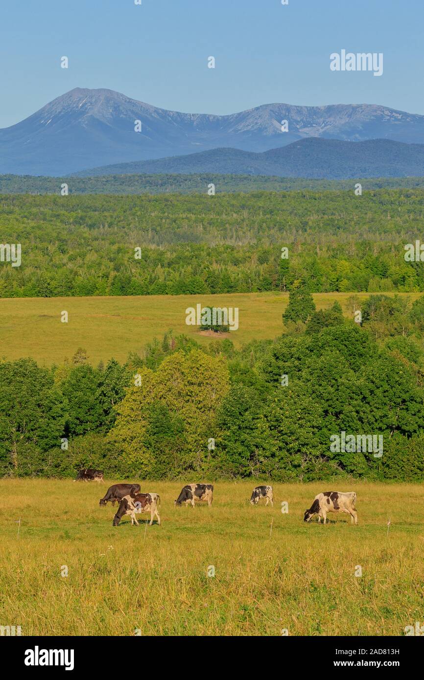 Katahdin and cows in Patten, Maine Stock Photo - Alamy