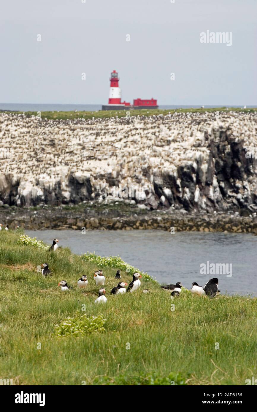 PUFFINS (Fratercula arctica) in the foreground. Longstone Island ...