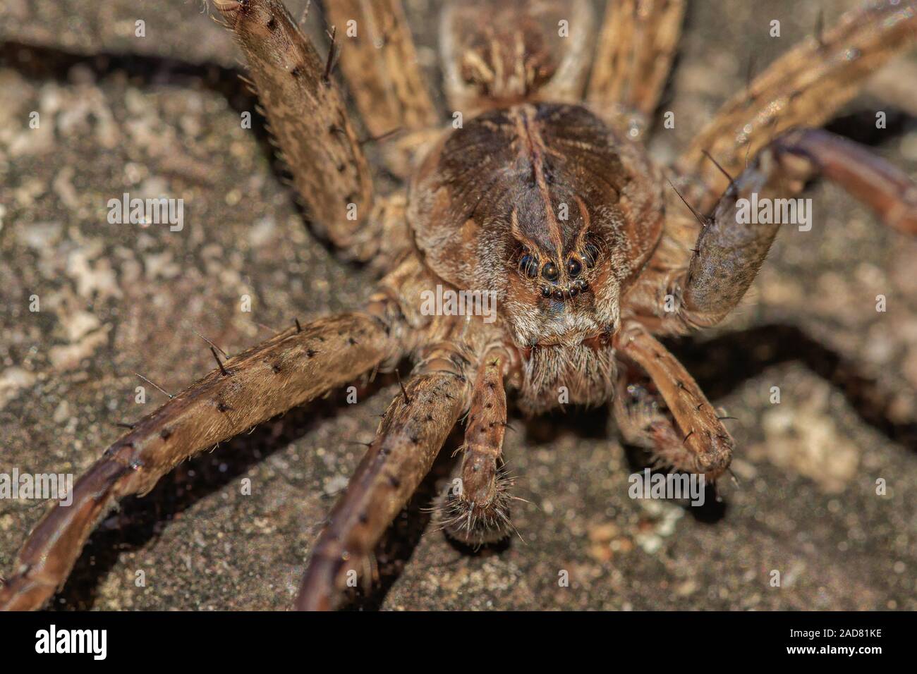 Fishing spider fishing hi-res stock photography and images - Alamy