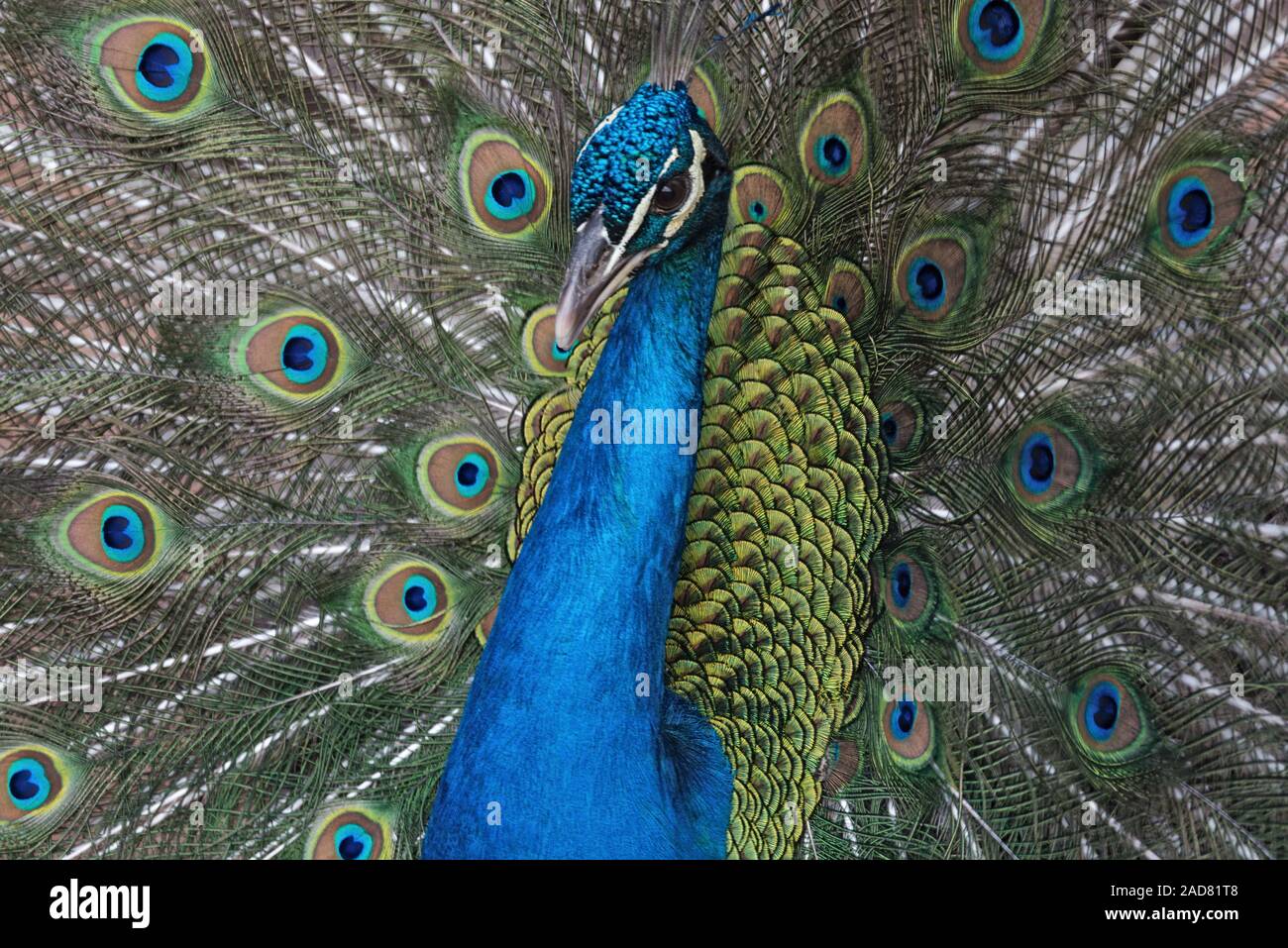 Portrait of an Indian peafowl or the blue peafowl Stock Photo - Alamy
