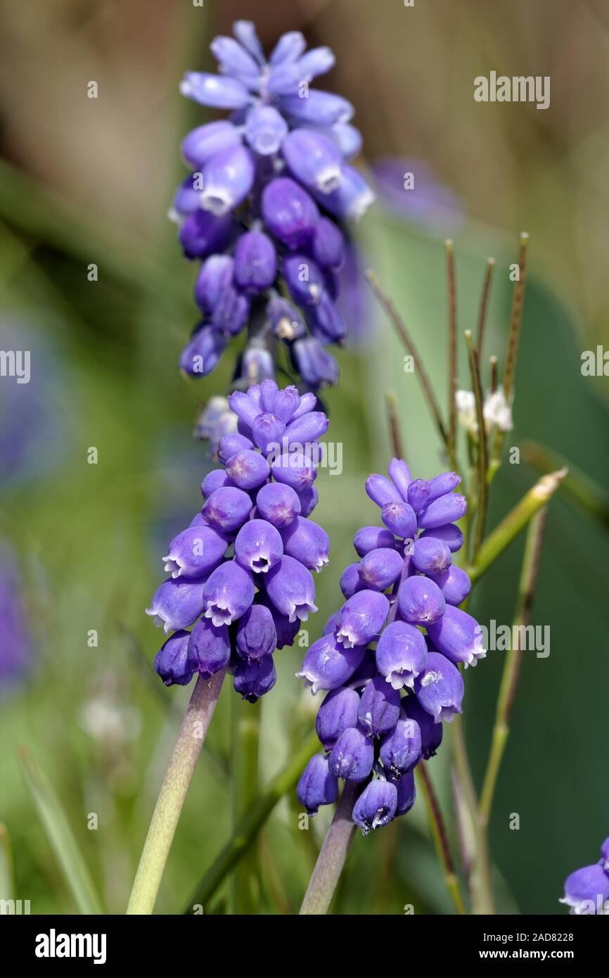 Muscari field hi-res stock photography and images - Alamy