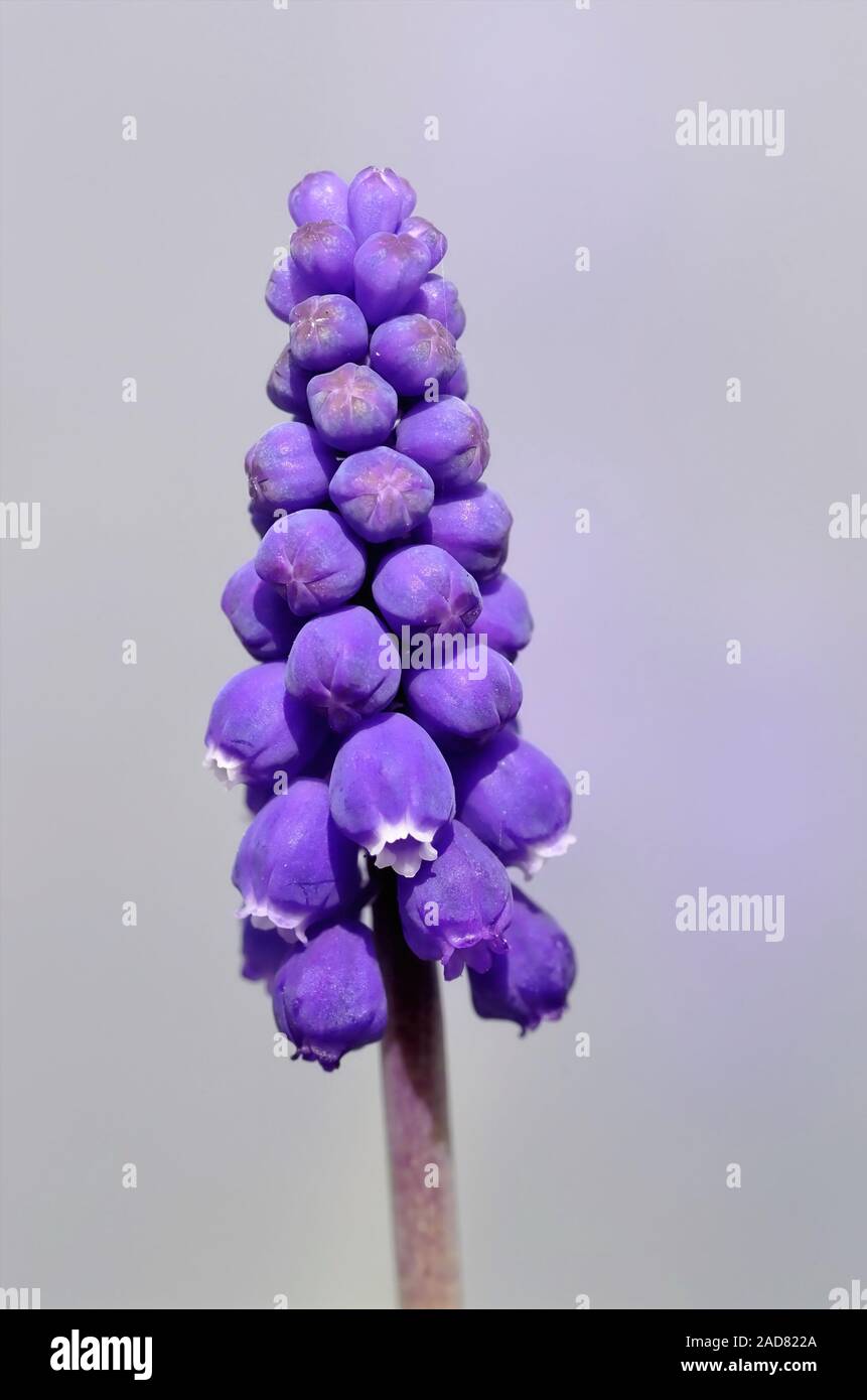 Muscari field hi-res stock photography and images - Alamy