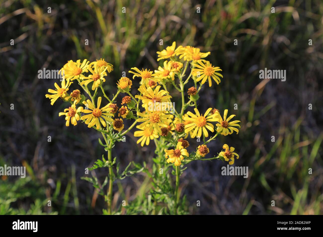 Poisonous Ragweed, Fansy ragwort, sonecio jacobaea Stock Photo - Alamy