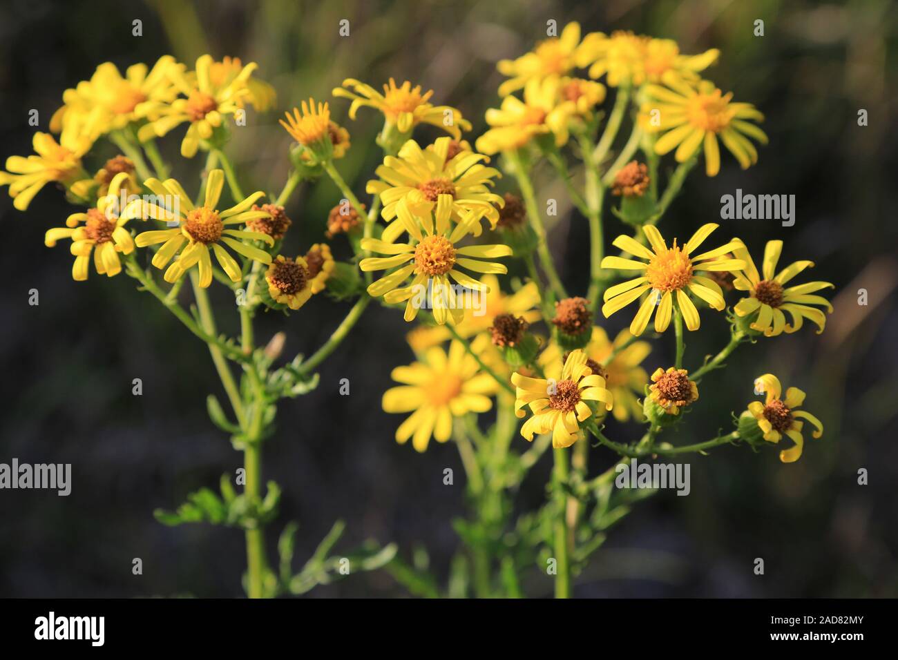Poisonous Ragweed, Fansy ragwort, sonecio jacobaea Stock Photo - Alamy