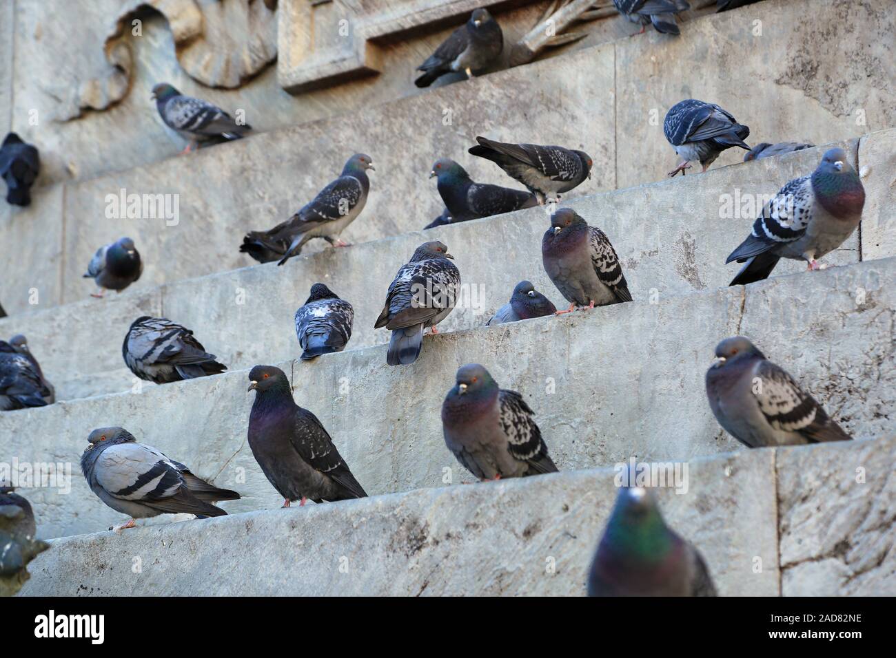 City pests hi-res stock photography and images - Alamy