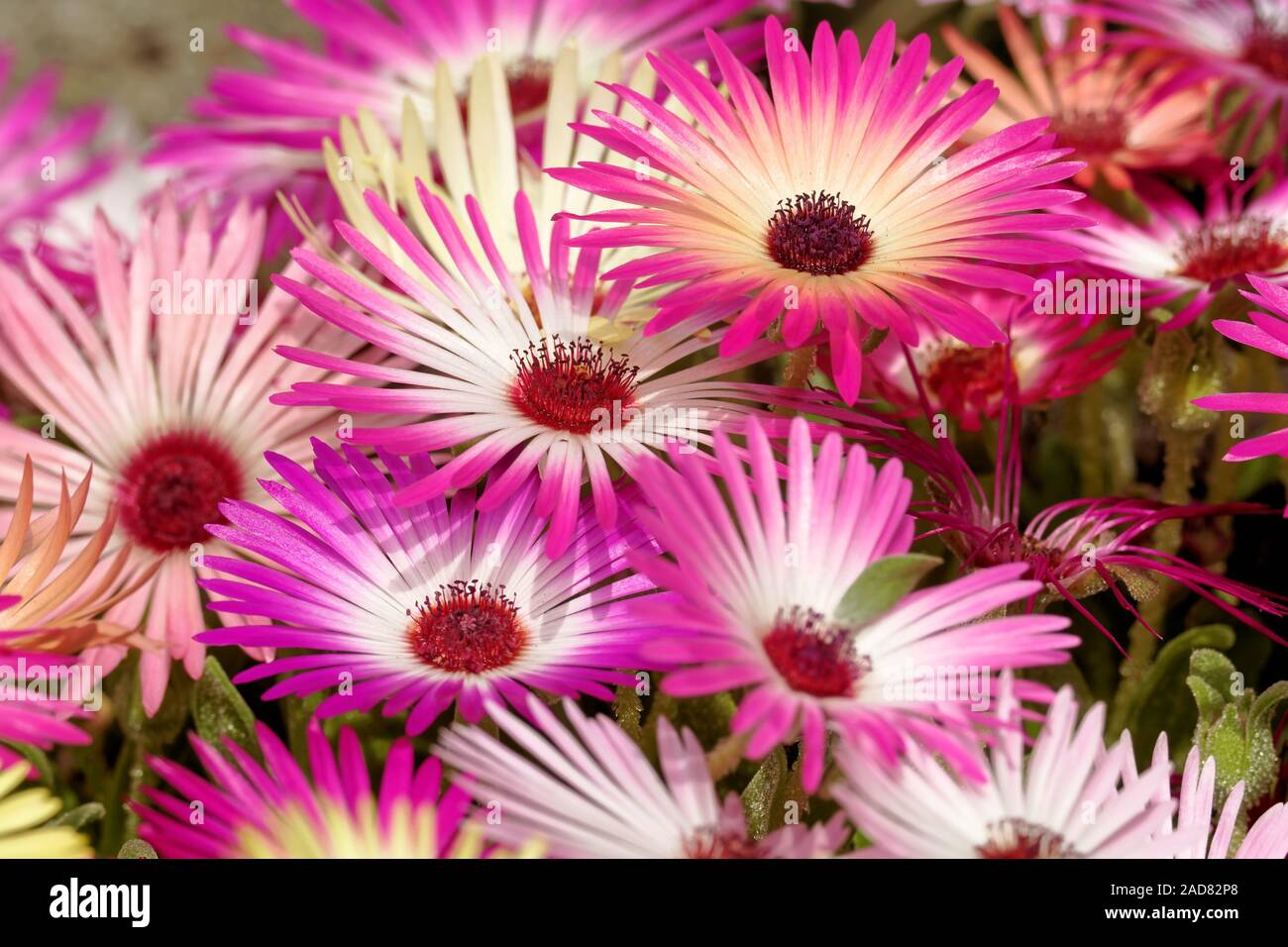 Dorotheanthus hi-res stock photography and images - Alamy