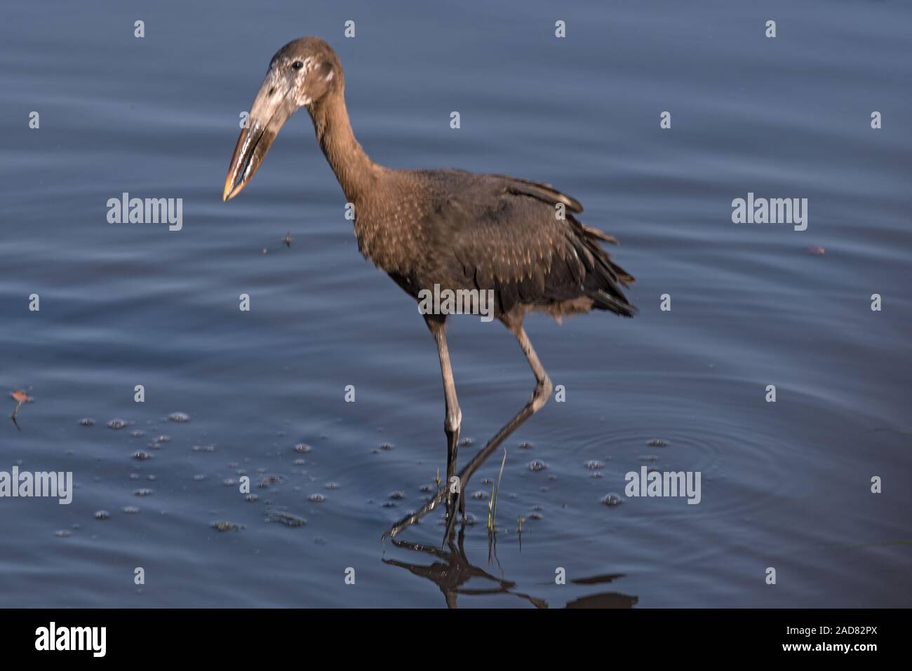 African openbill stork, Anastomus lamelligerus, eating in the Chobe ...