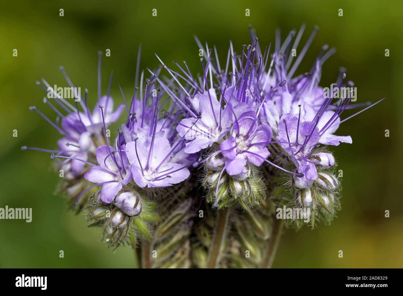 White leaf phacelia hi-res stock photography and images - Alamy