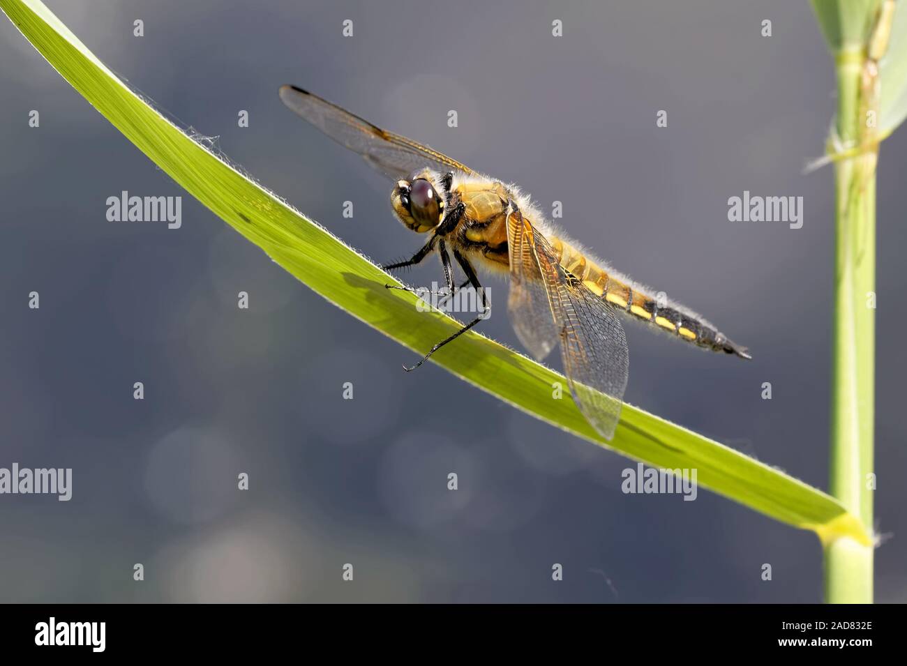 Four Spotted Spider High Resolution Stock Photography and Images - Alamy