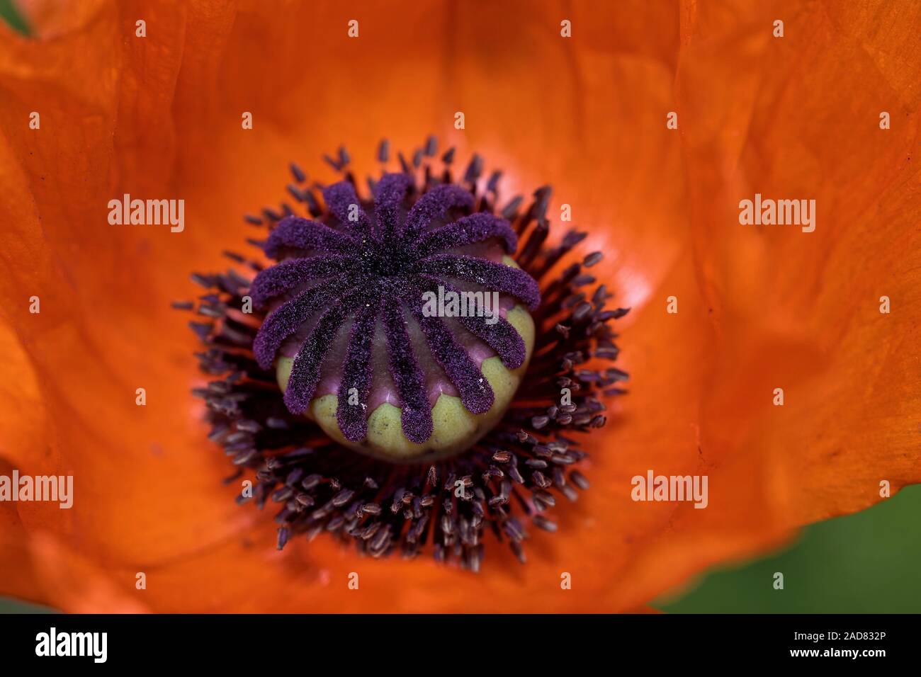 Oriental poppy blooming hi-res stock photography and images - Alamy