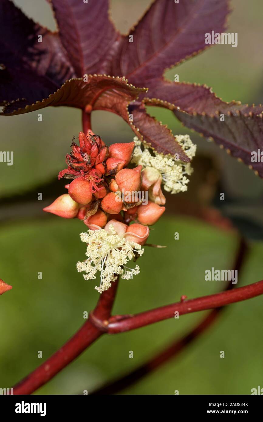 Castor flower hi-res stock photography and images - Alamy