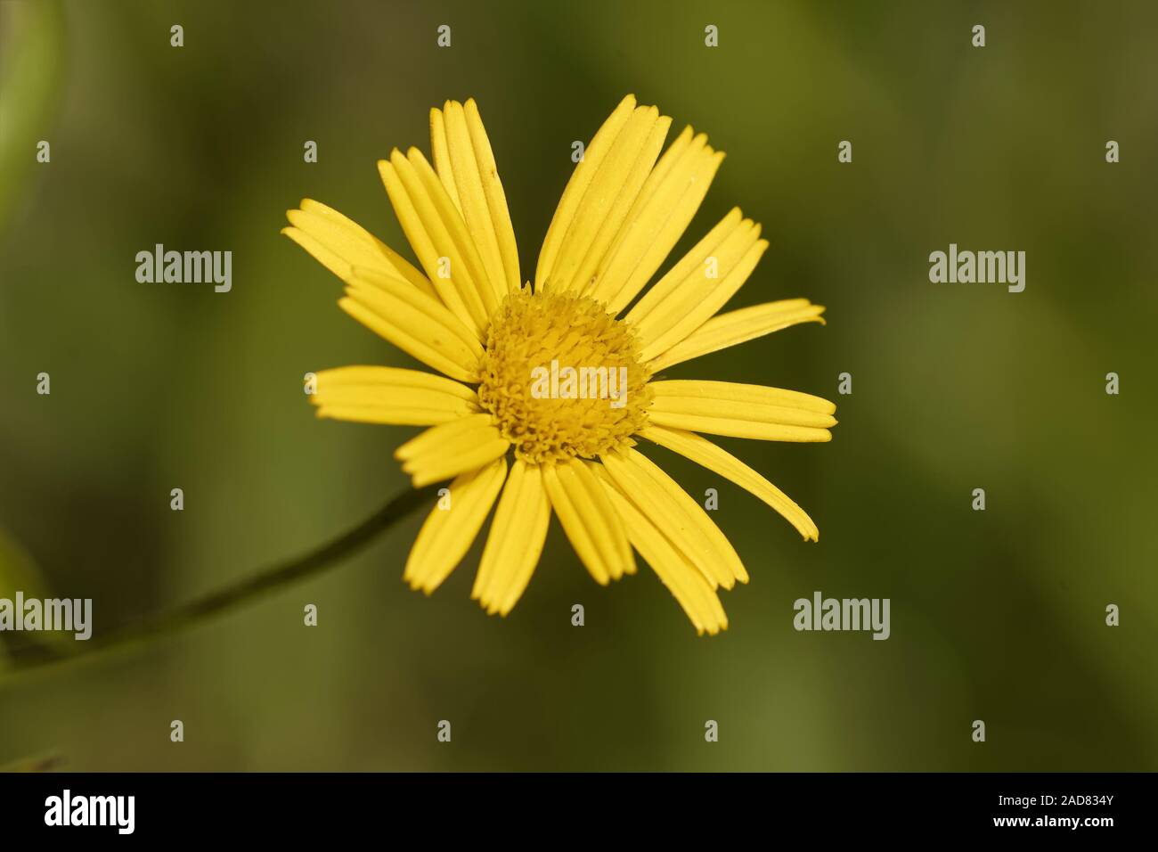 Yellow ox eye buphthalmum salicifolium hi-res stock photography and ...