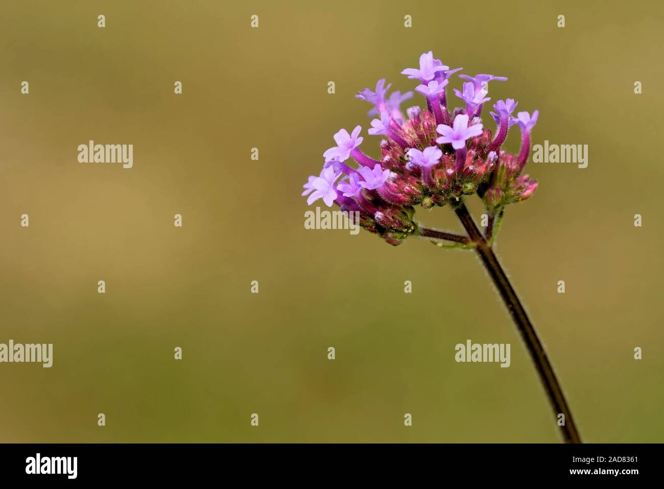 Purpletop vervain plant hi-res stock photography and images - Alamy
