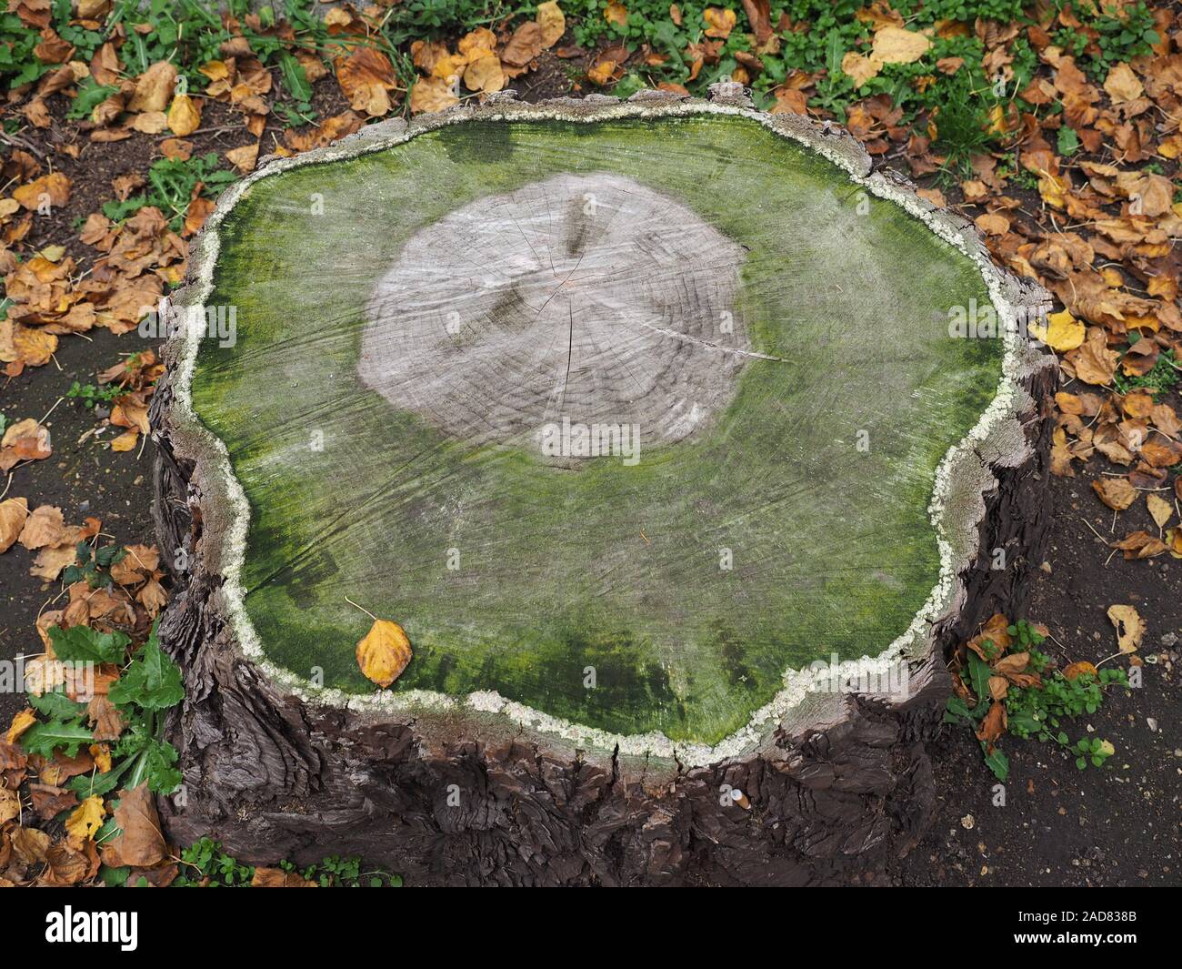 ancient tree cross section with growth rings Stock Photo - Alamy