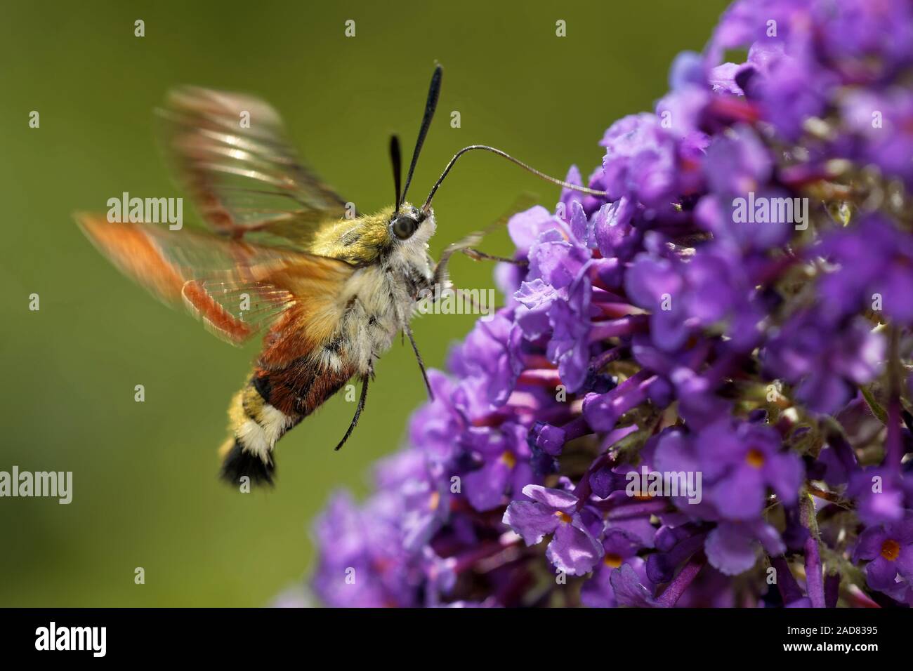 Bee hawk moth hi-res stock photography and images - Alamy