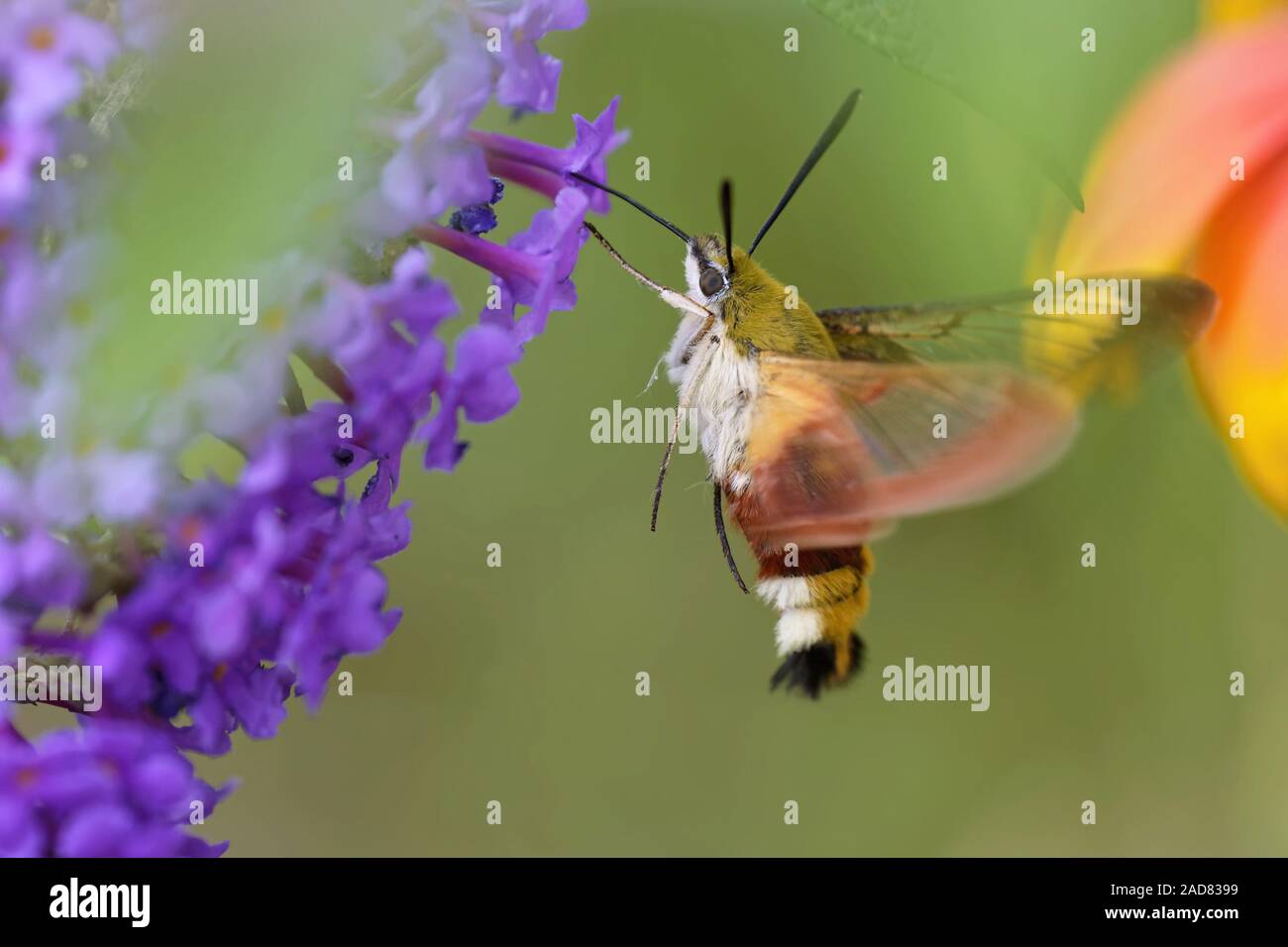 Bee hawk moth hi-res stock photography and images - Alamy