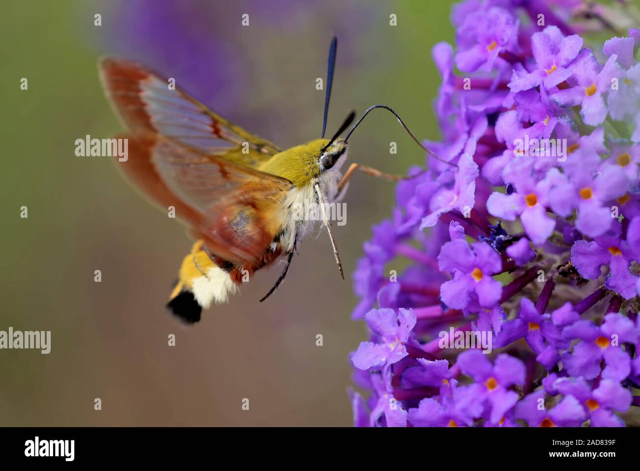 broad-bordered bee hawk-moth Stock Photo - Alamy