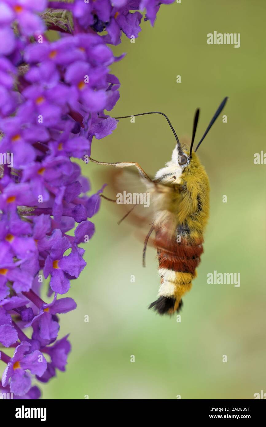 Summer moth hi-res stock photography and images - Alamy