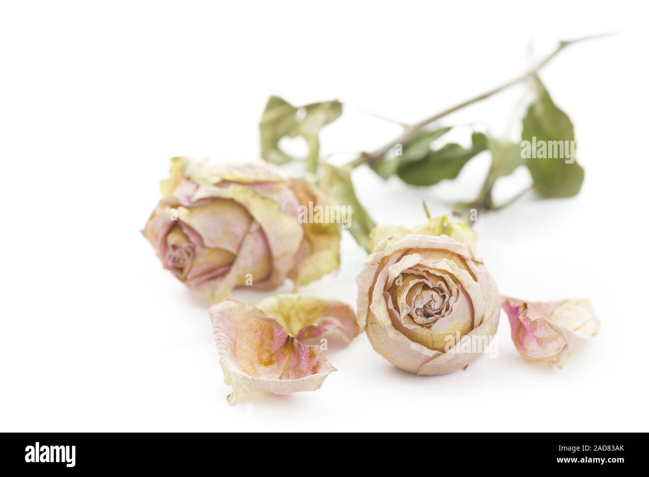 Two dried roses on a white background Stock Photo - Alamy