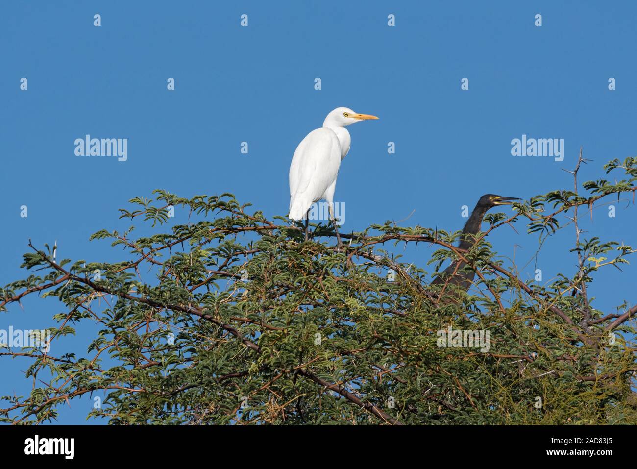 western cattle egret and a reed cormorant on a tree Stock Photo - Alamy