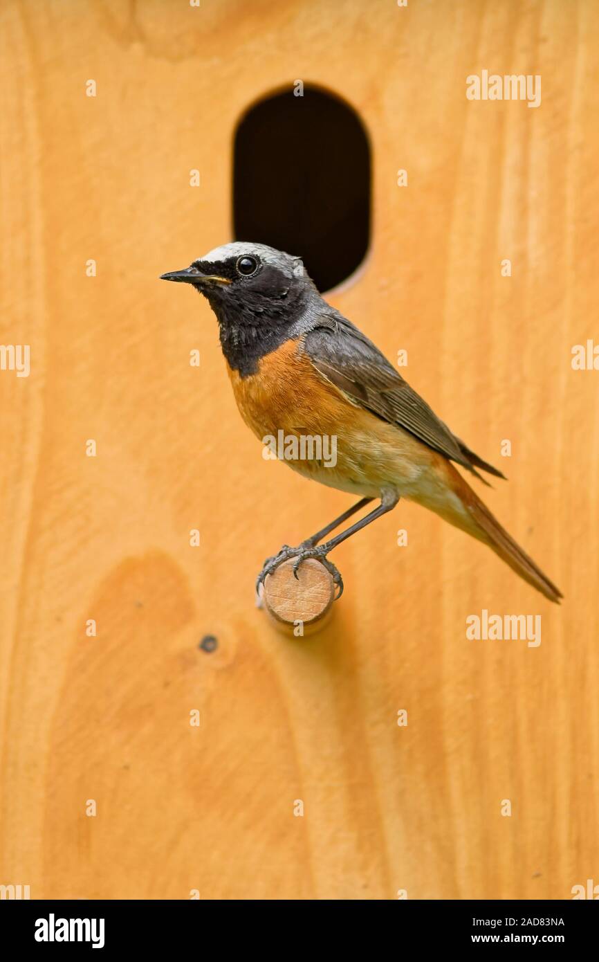 common redstart at the nesting box Stock Photo - Alamy
