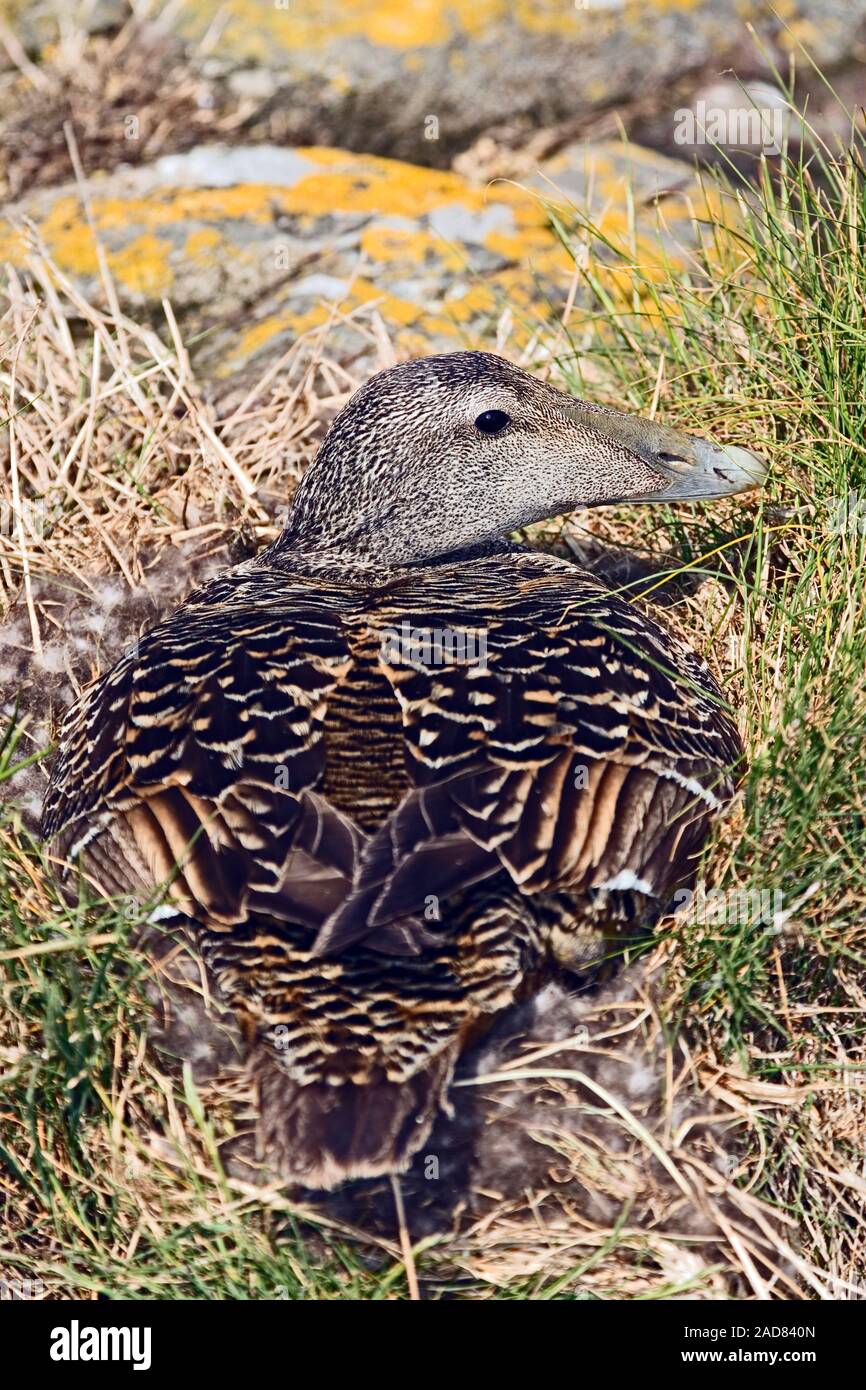 Eider duck farne islands hi-res stock photography and images - Alamy