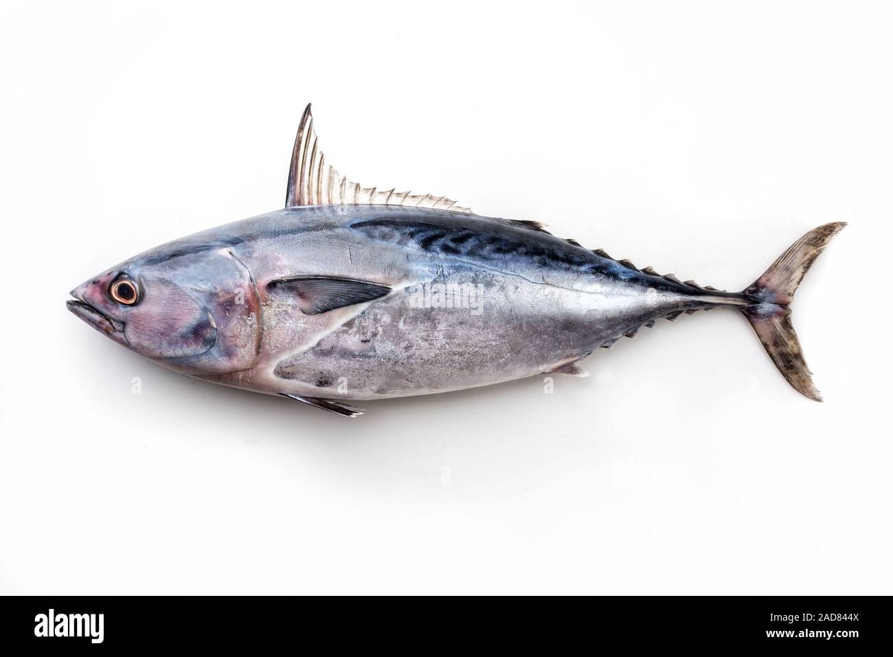 Fresh saltwater bonito as top view on white background with copy space ...