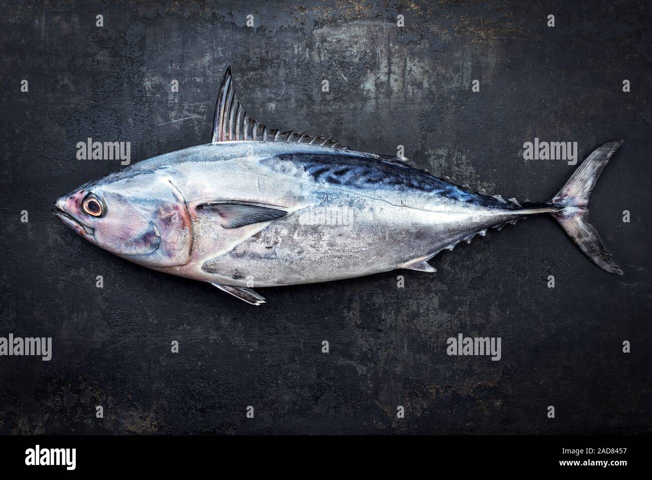 Katsuwonus pelamis hi-res stock photography and images - Alamy