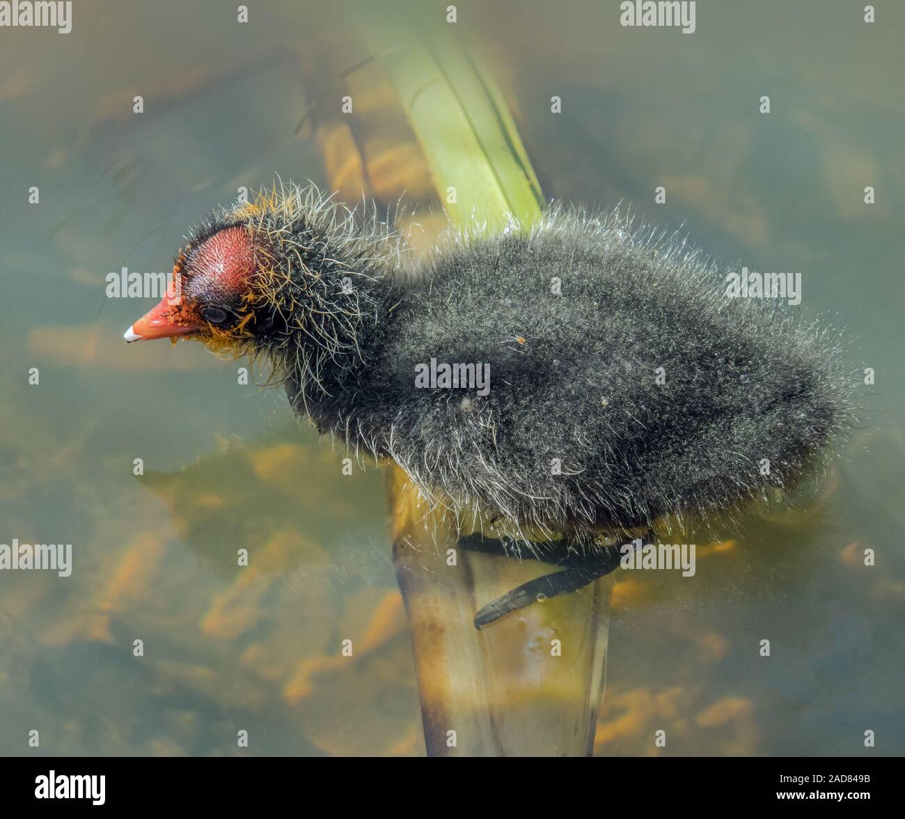 Young black bird hi-res stock photography and images - Alamy