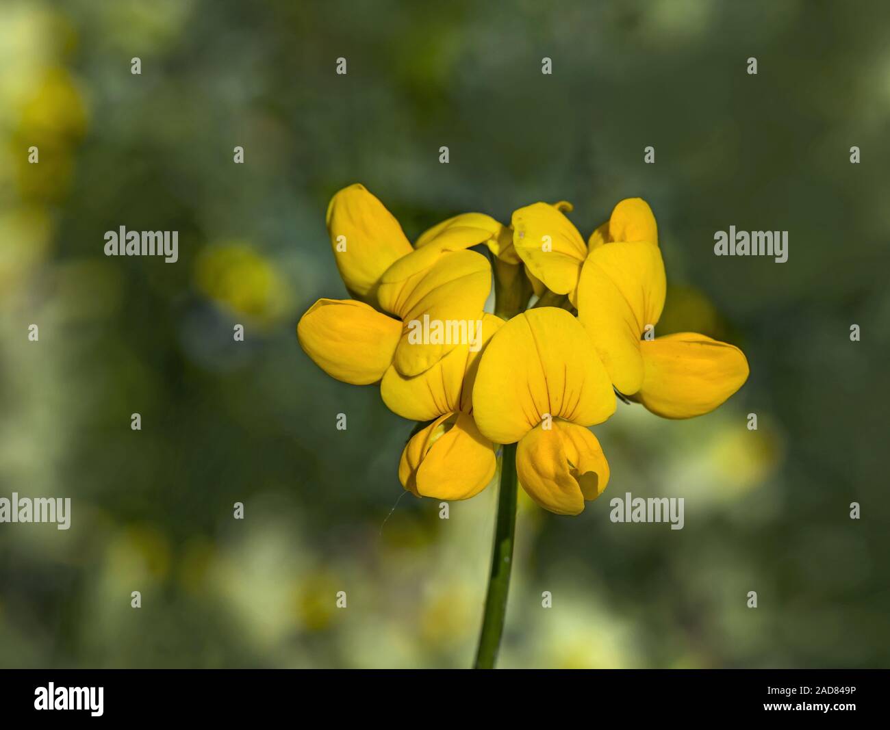 Wiesen hornklee hi-res stock photography and images - Alamy