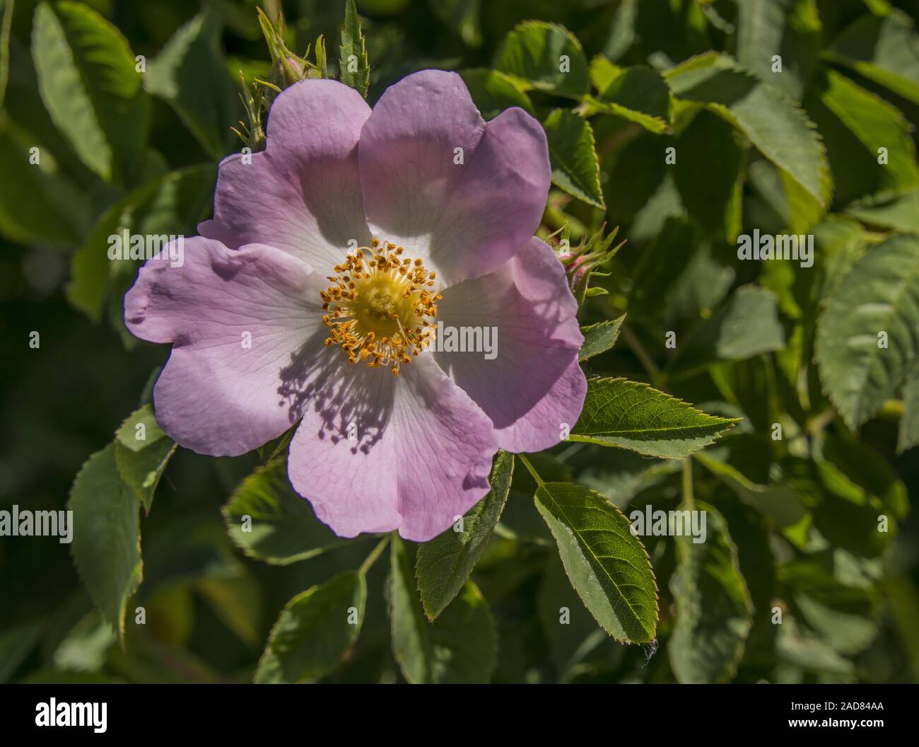 Dog rosa 'Rosa canina' Stock Photo - Alamy