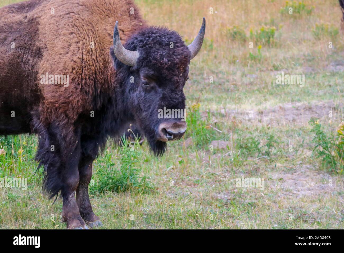 American bison yellow grass hi-res stock photography and images - Alamy