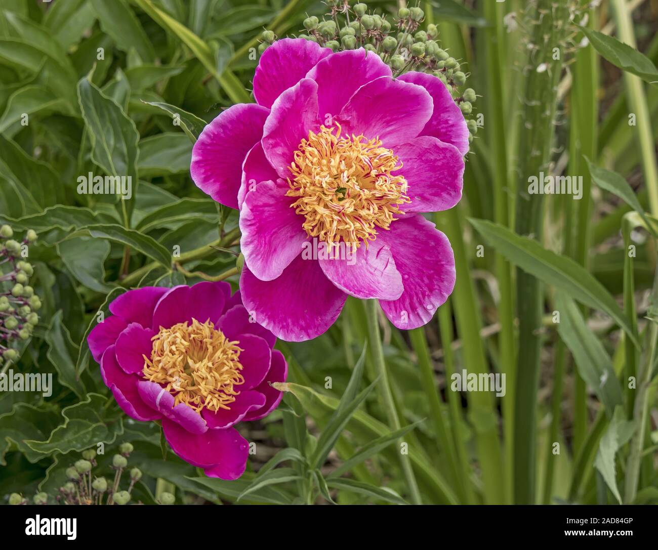Common Peony High Resolution Stock Photography and Images - Alamy