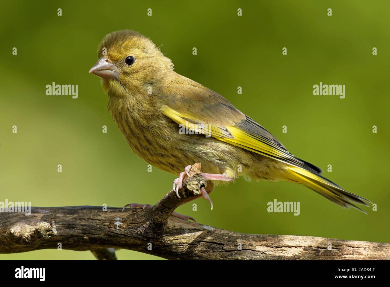 Juvenile greenfinch hi-res stock photography and images - Alamy
