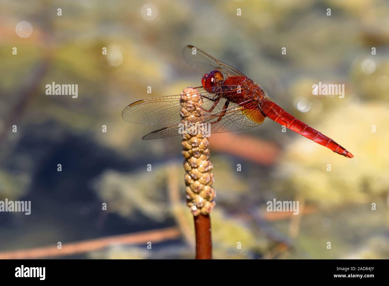 Common scarlet darter hi-res stock photography and images - Alamy