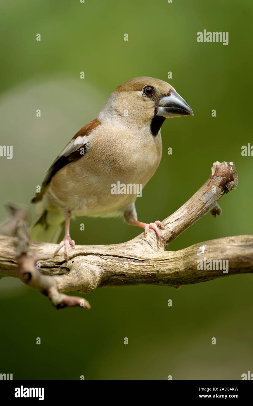 Haw finch hi-res stock photography and images - Alamy