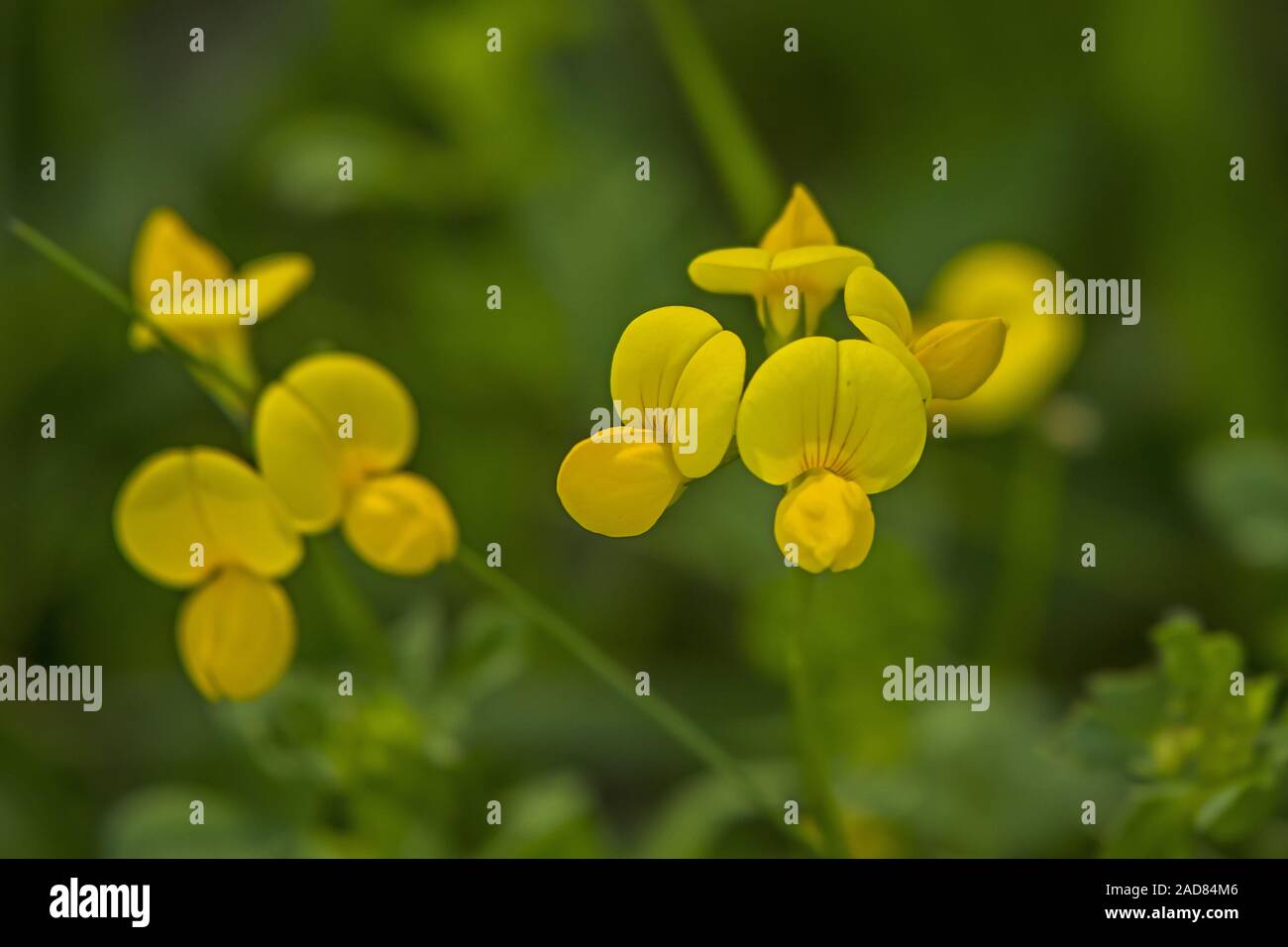 Birdsfoot trefoil 'Lotus corniculatus' Stock Photo - Alamy