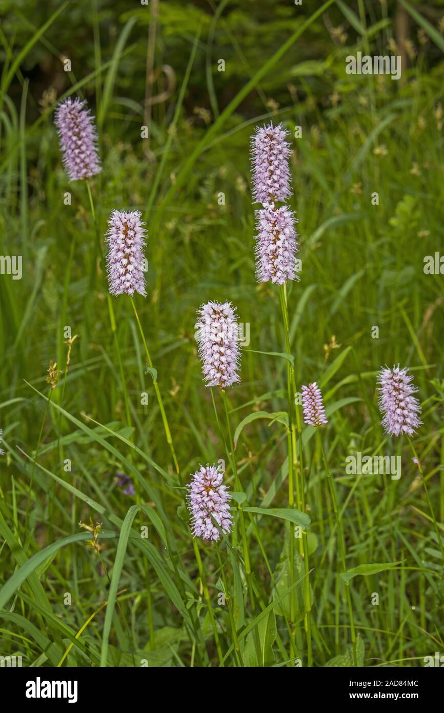 Meadow bistort bistorta officinalis hi-res stock photography and images ...
