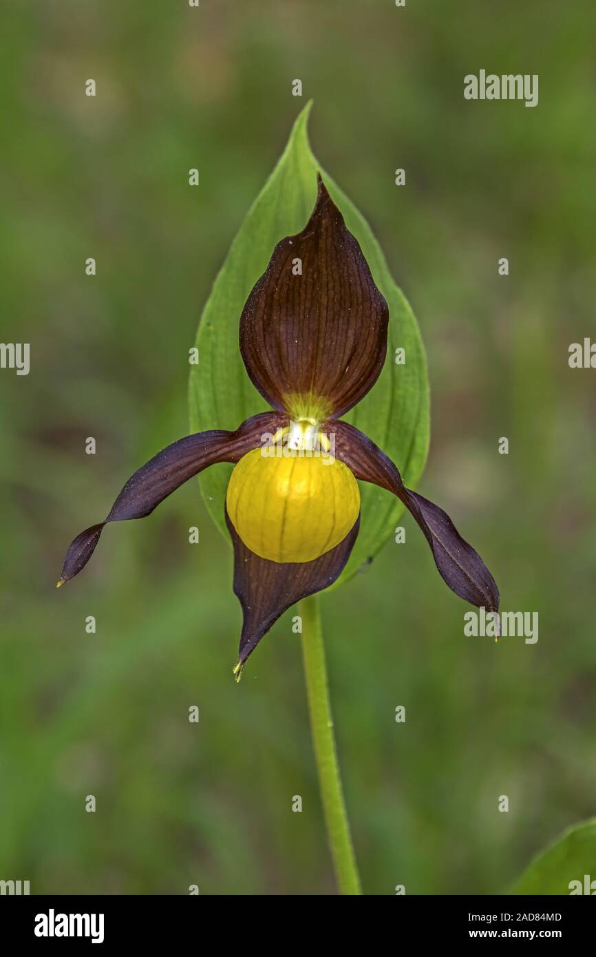 Yellow lady's slipper orchid 'Cypripedium calceolus' Stock Photo - Alamy