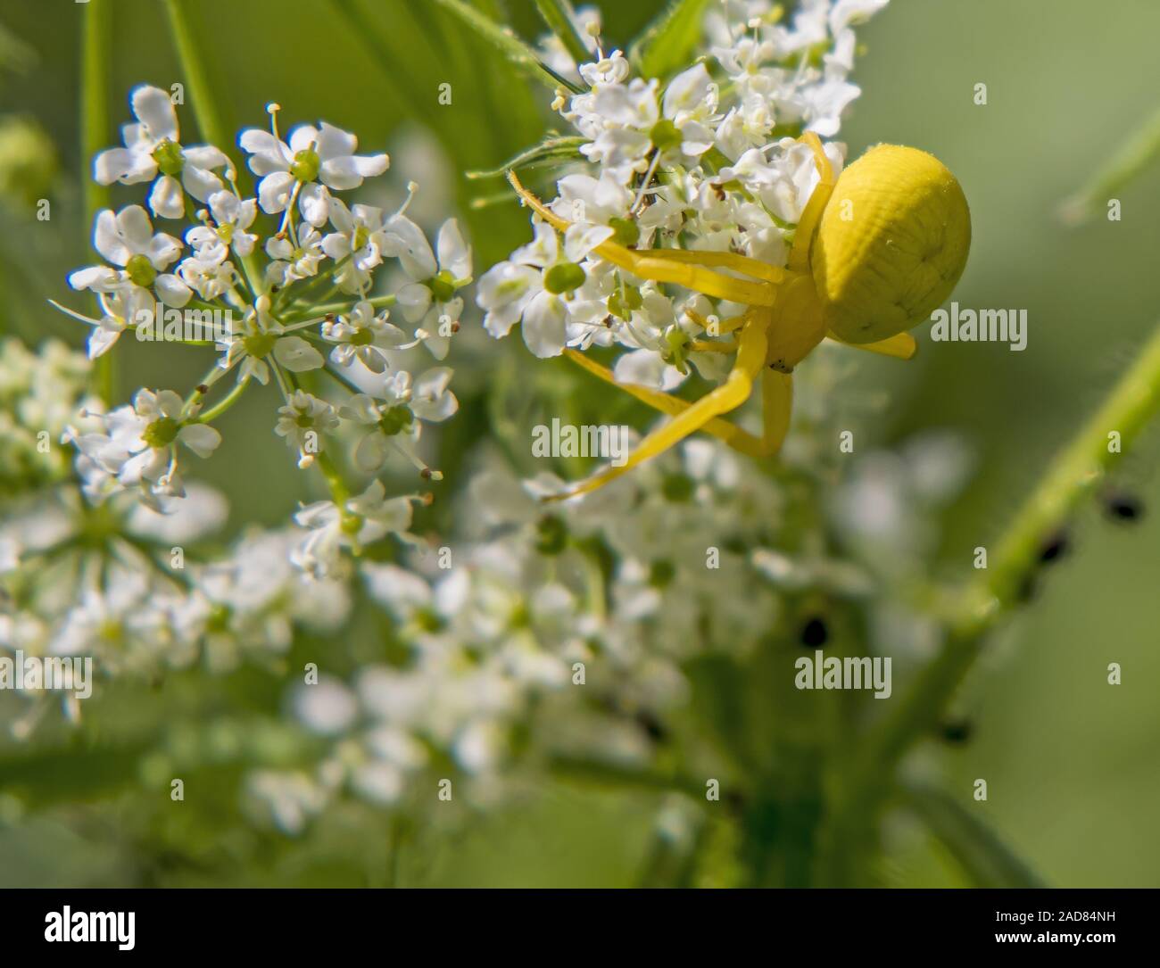 Goldenrod spider misumena vatia hi-res stock photography and images - Alamy