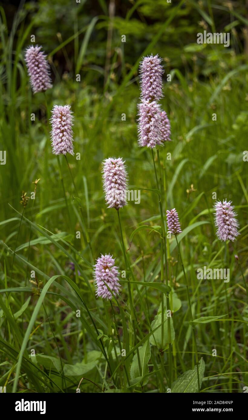 Common bistort 'Polygonum bistorta' Stock Photo - Alamy
