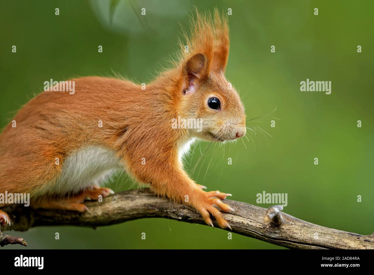 Juvenile Squirrel searching for food Stock Photo - Alamy