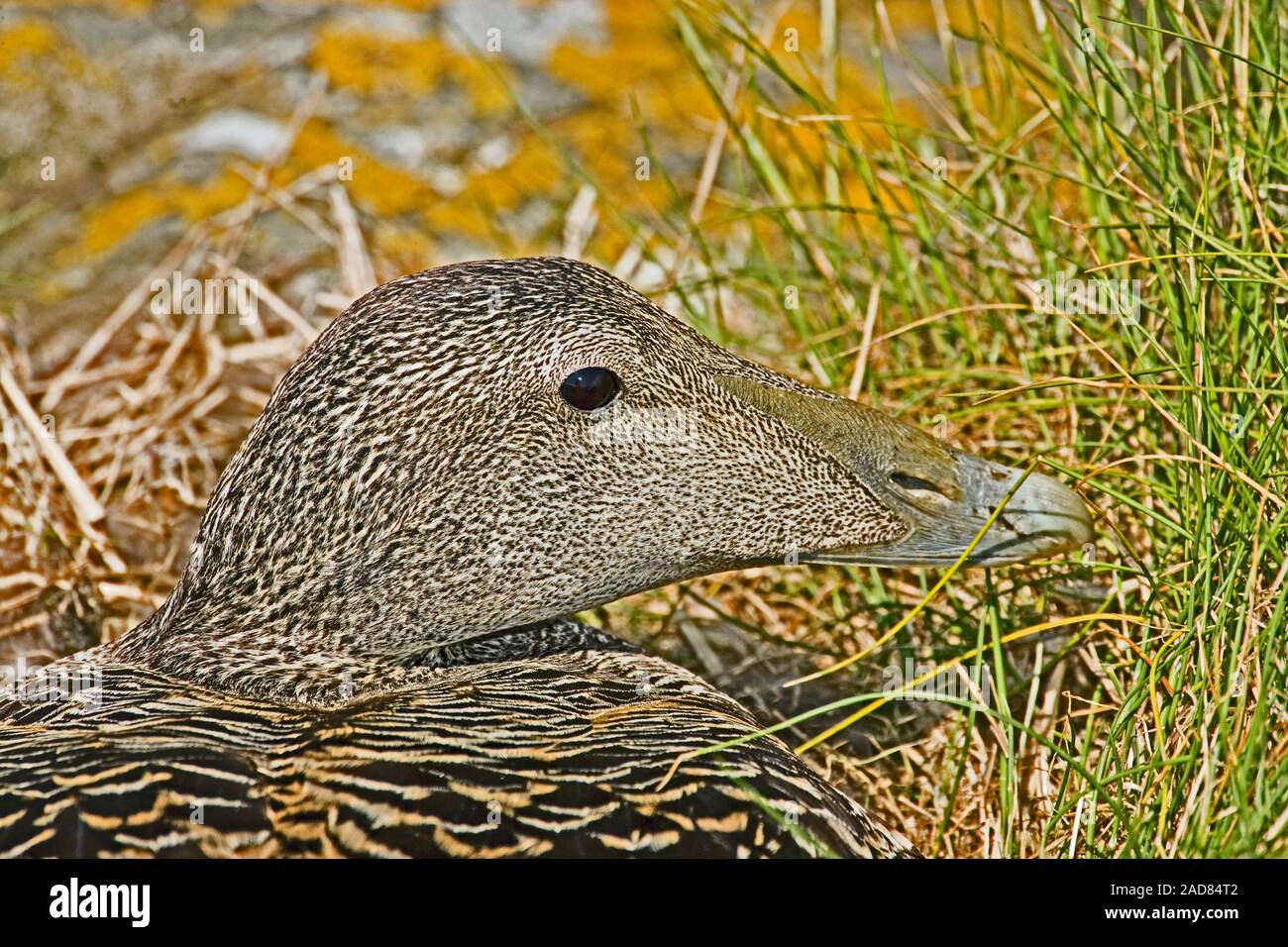 Female eider duck on nest hi-res stock photography and images - Alamy