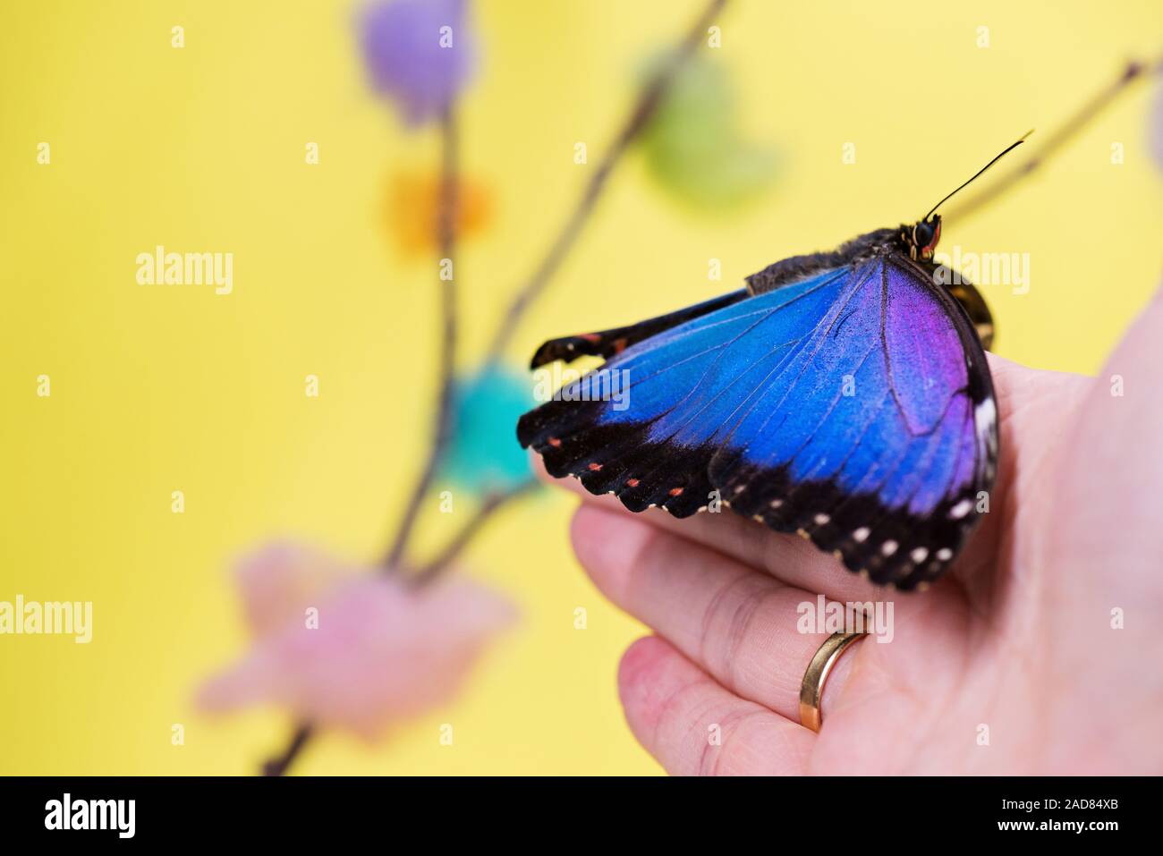 Human butterfly hi-res stock photography and images - Alamy