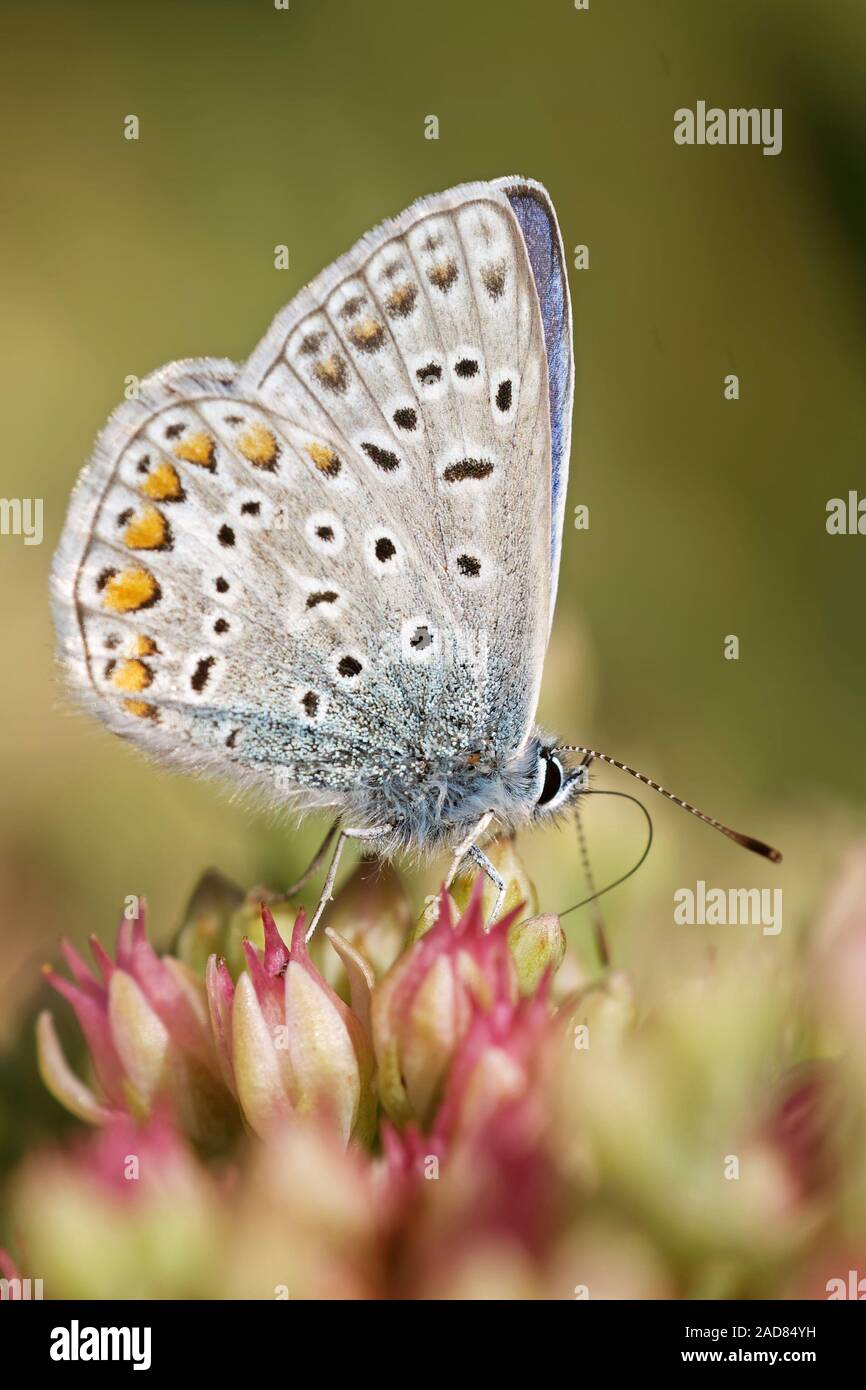 common blue butterfly Stock Photo - Alamy