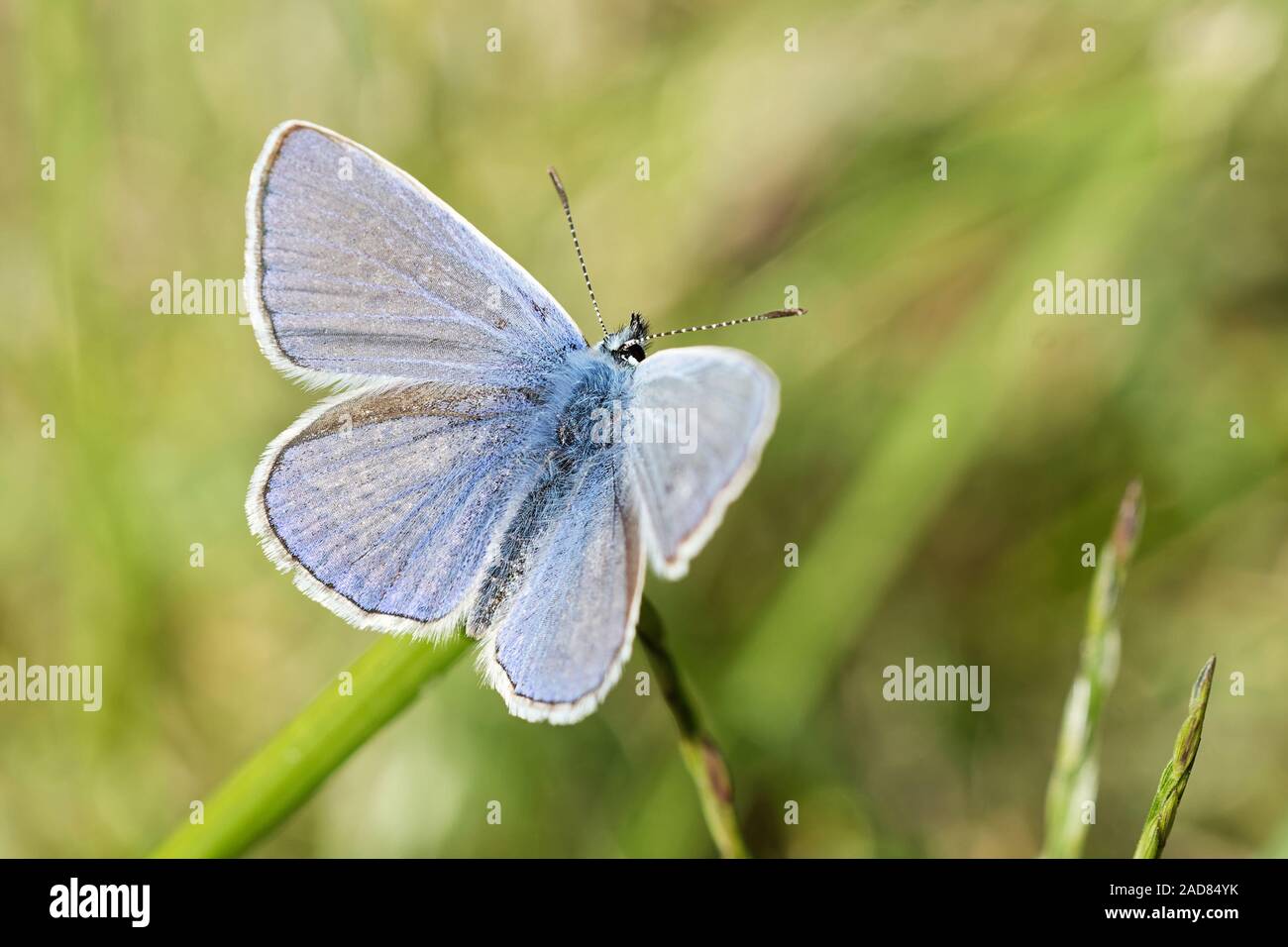 common blue butterfly Stock Photo - Alamy